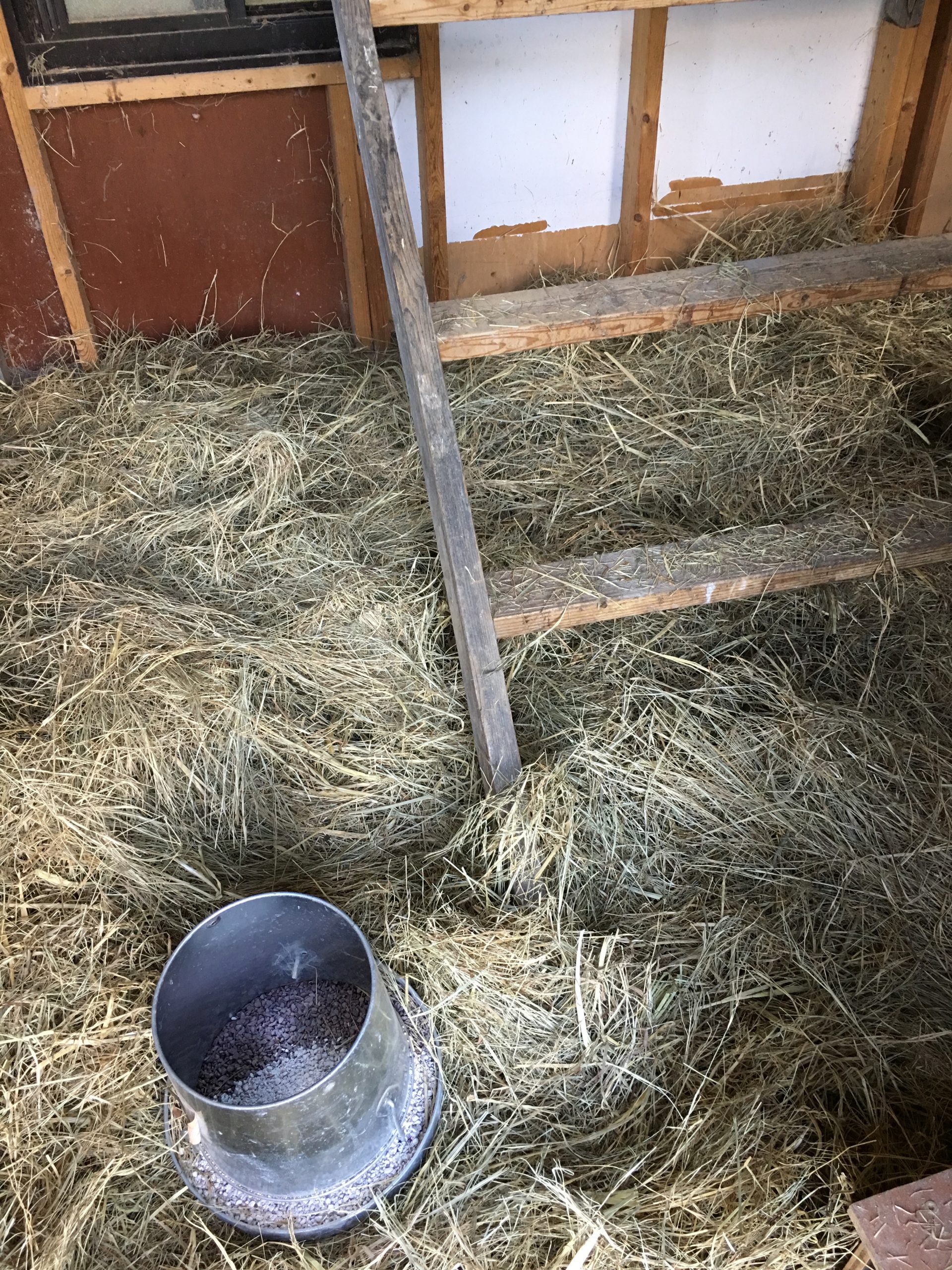 Winter Layers - Backyard Poultry